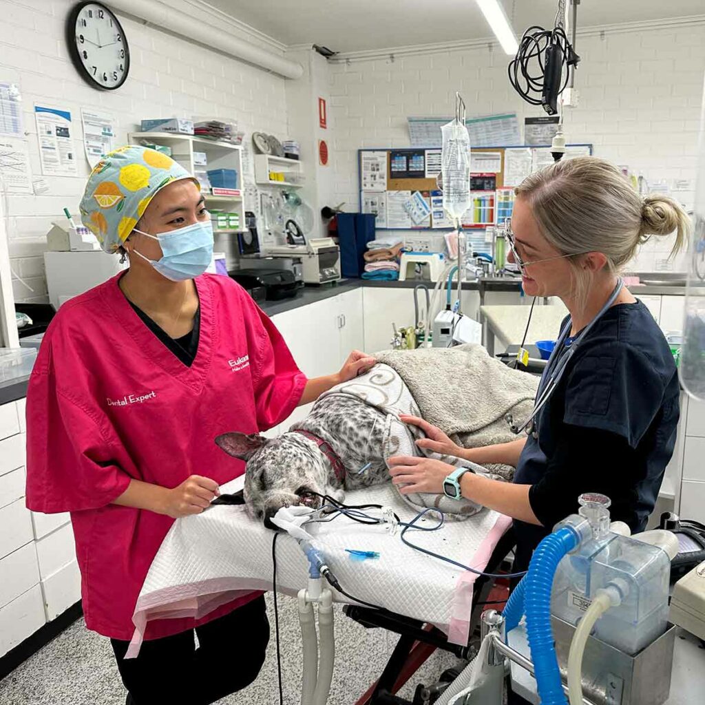 About - Albert Animal Hospital